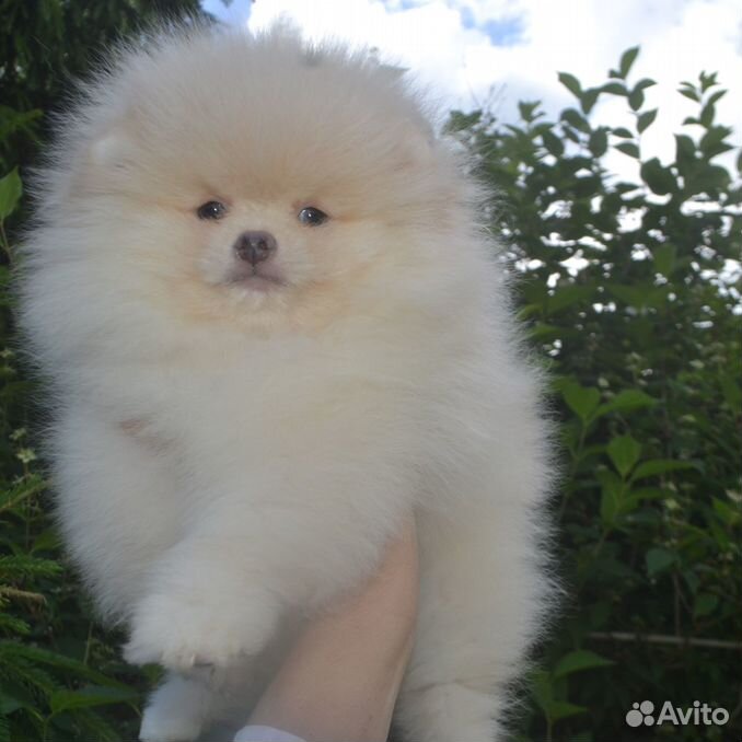 Кремовый шикарный мальчик, померанчик