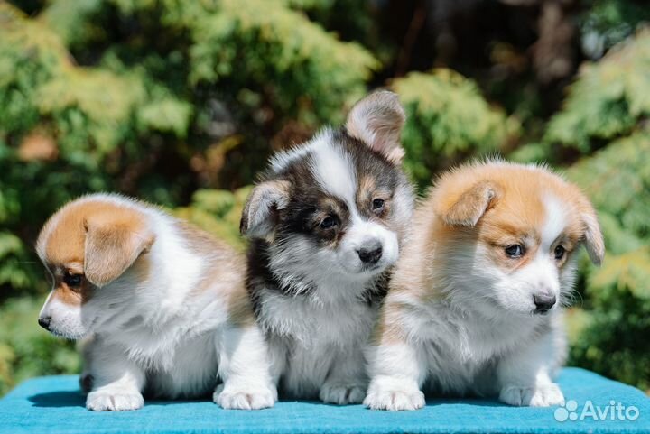 Корги Пемброк РКФ