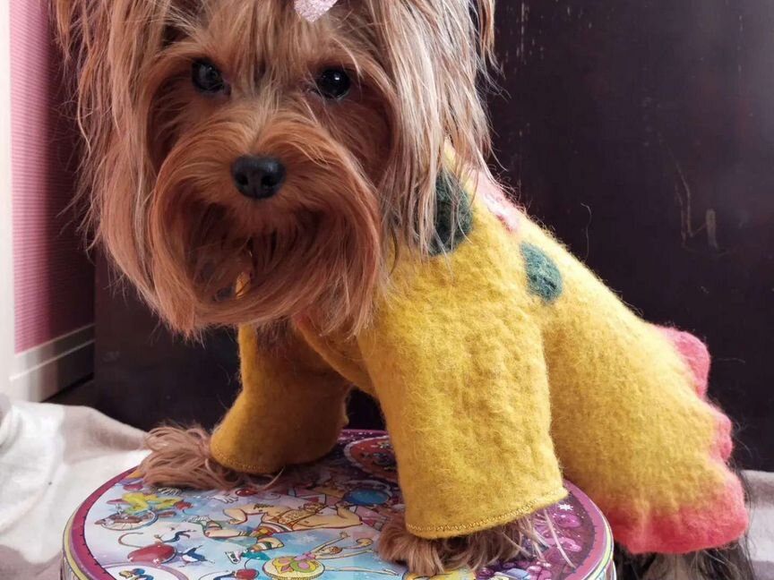 Одежда для собак