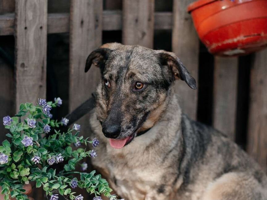 Собака в добрые руки отдам бесплатно