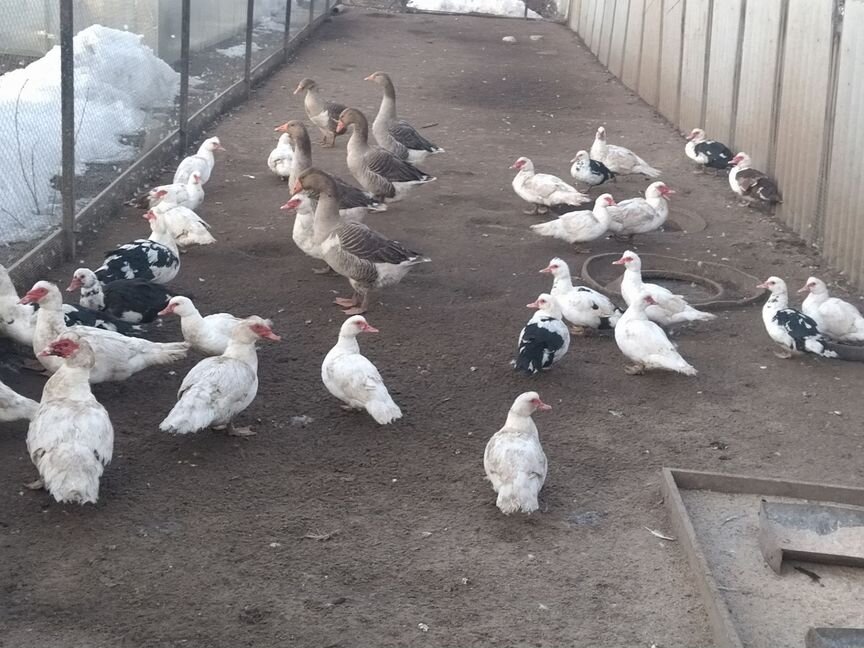 Мускусные утки