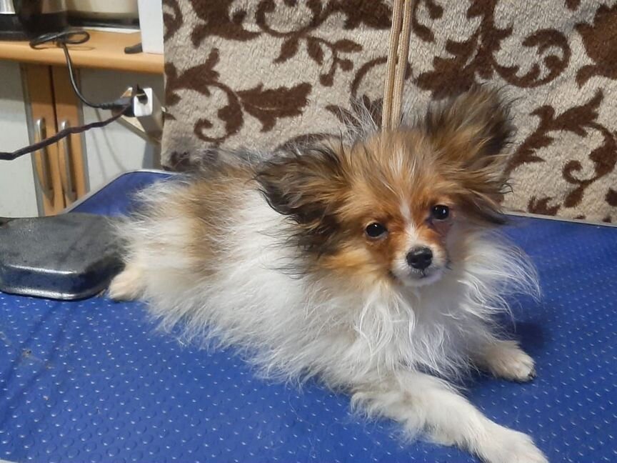 Папийон