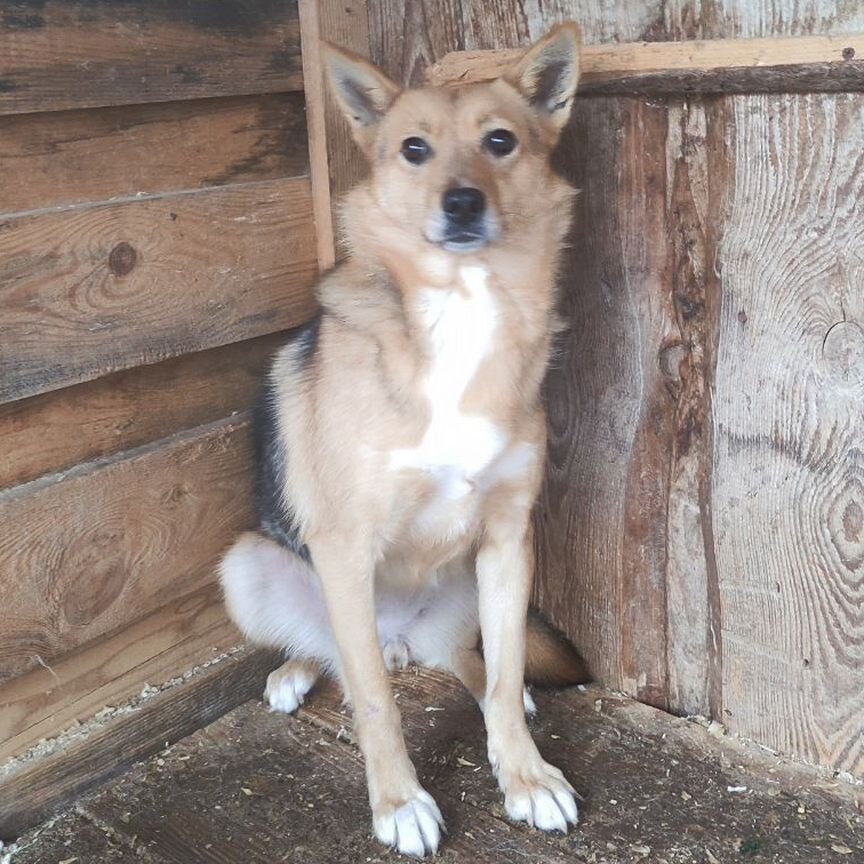 Взрослая собака в добрые руки