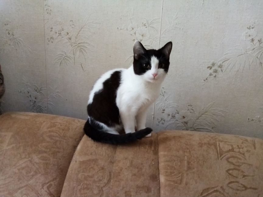 Котенок Милки-Вей