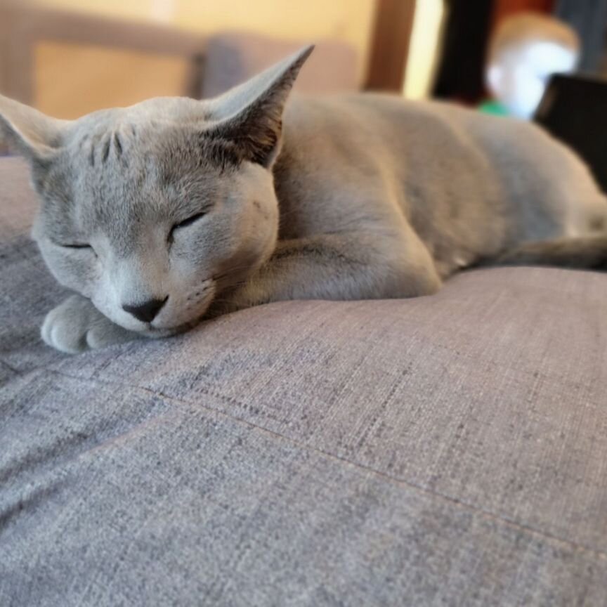 Кот (Русская голубая)