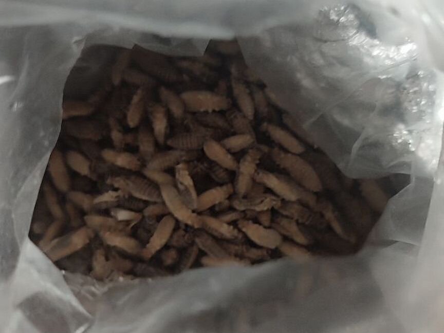 Сверчки кормовые