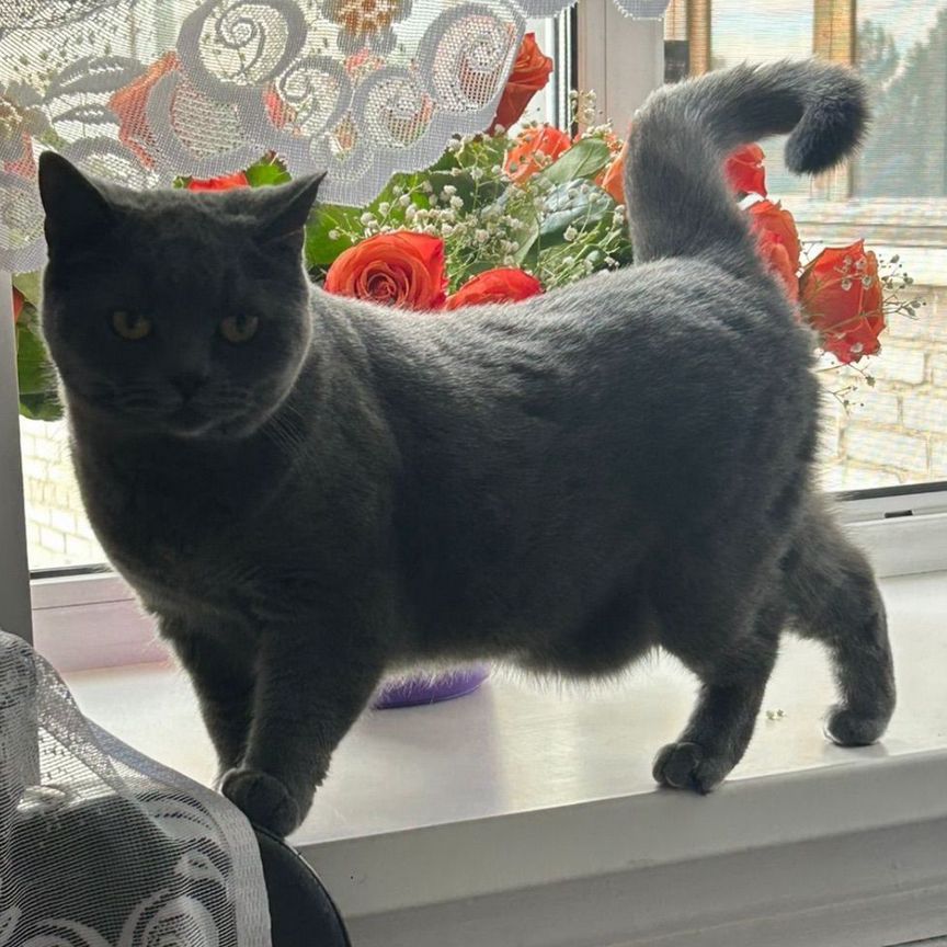 Британская длинношёрстная кошка, взрослая