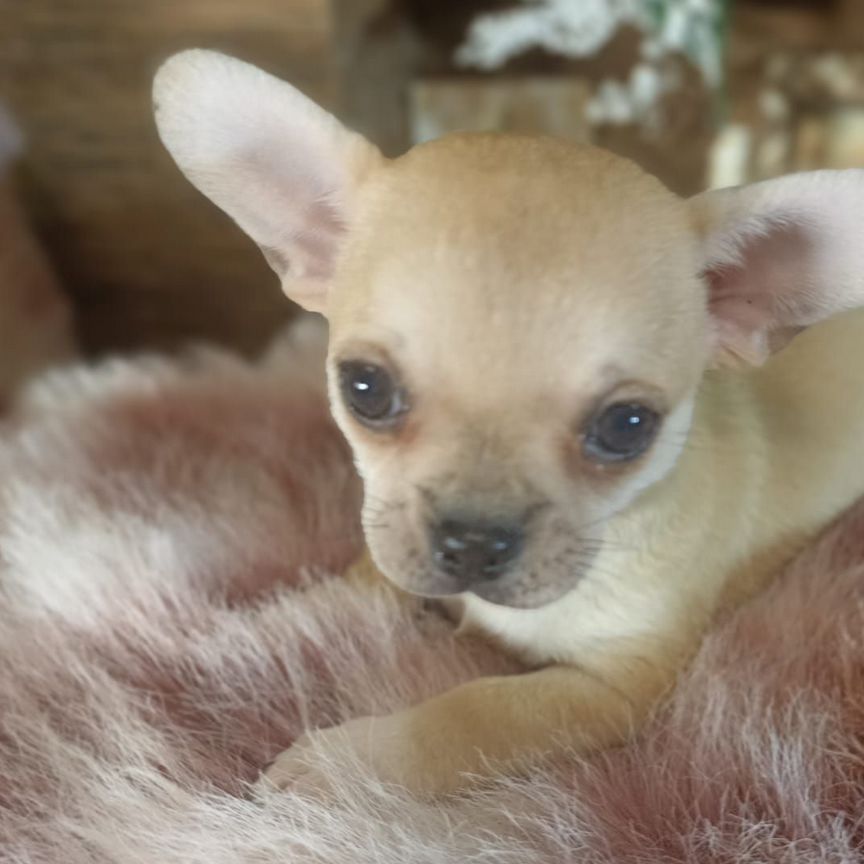 Чихуахуа, щенок