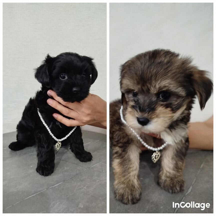 Мальтипу мини