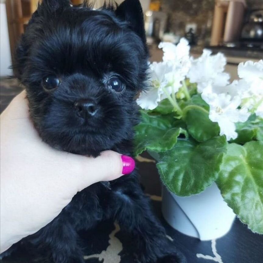 Щенки черного йорка