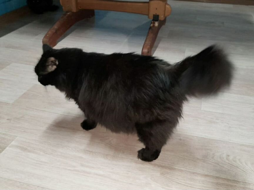 Кошка 3 года пушистая стерилизована