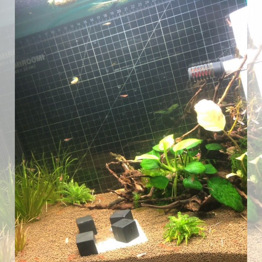 Креветки аквариумные "Red Cherry Shrimp"(вишня)