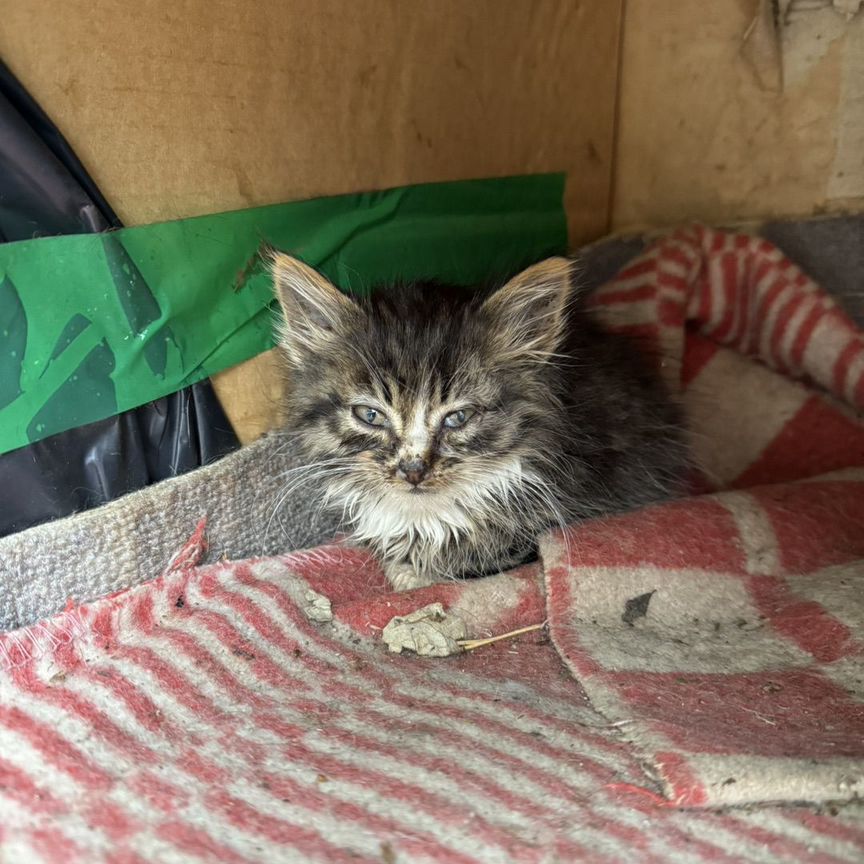Котенок в добрые руки