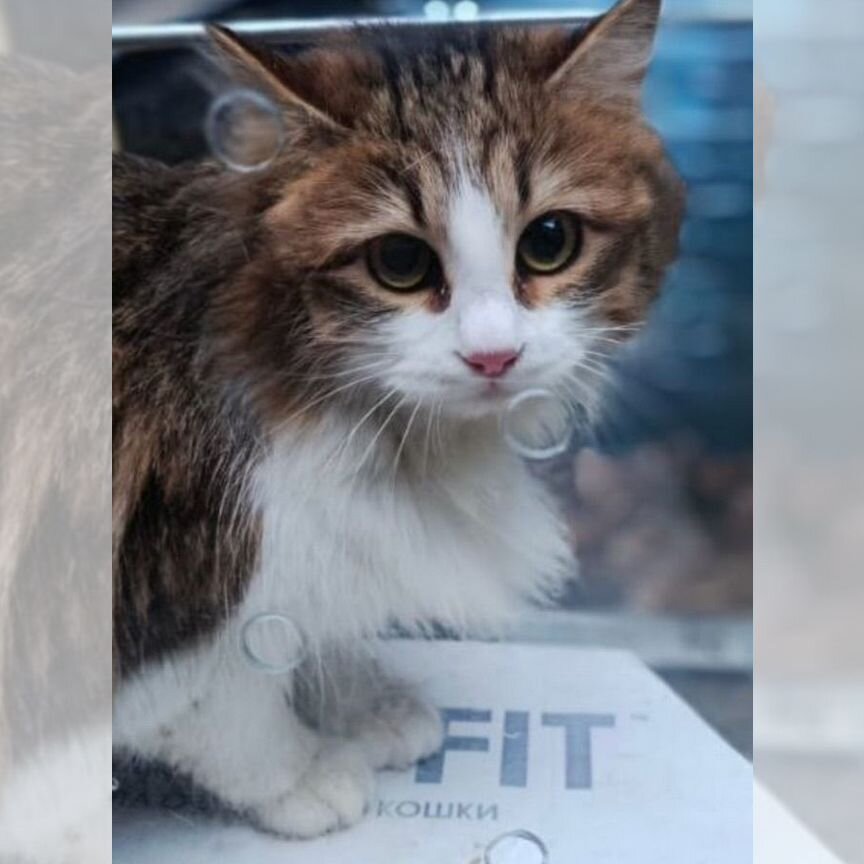 Взрослая, кошка в добрые руки