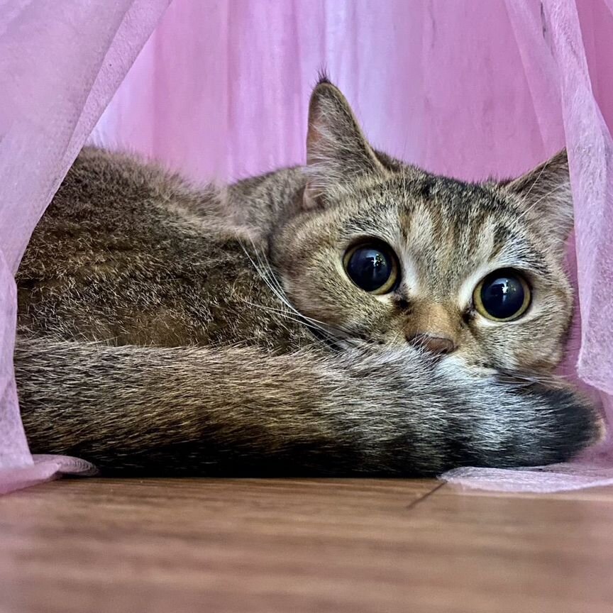 Британская кошка
