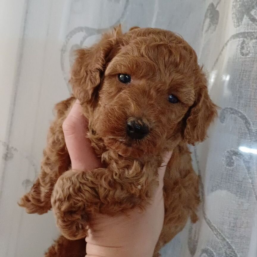 Пудель само очарование