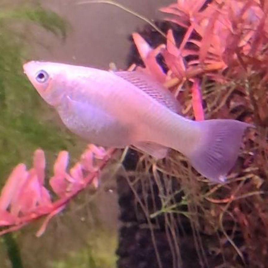 Молинезия Велифера