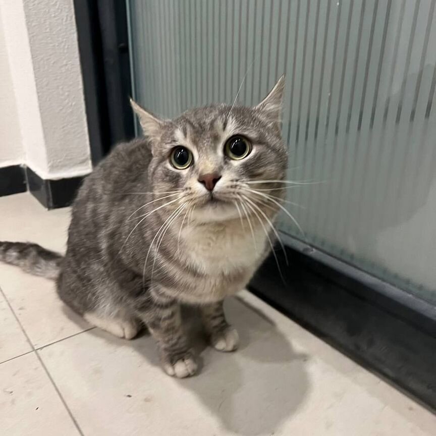 Котик ищет дом