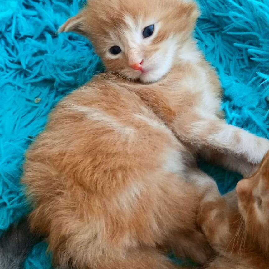 Котята мейн-кун раннее бронирование