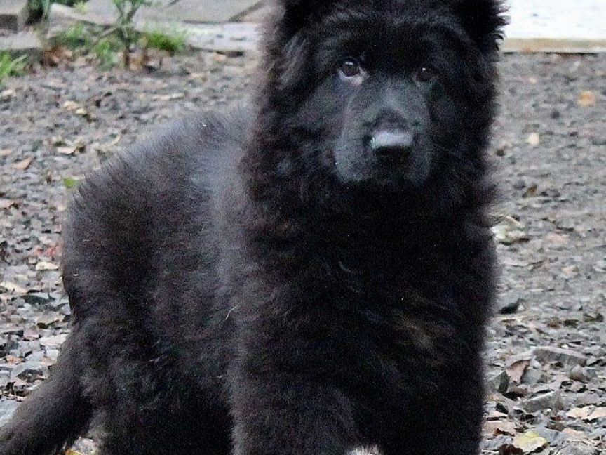 Щенки черной длинношерстной овчарки