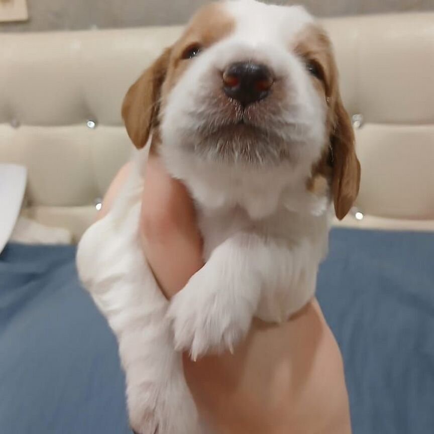 Русский охотничий спаниель, щенок