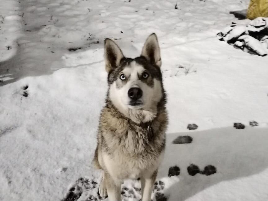Сибирский хаски