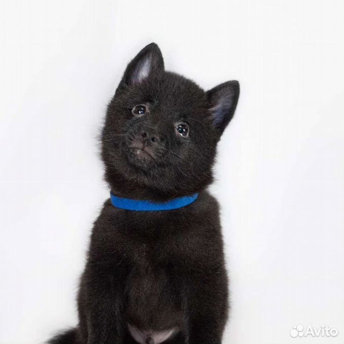 Щенки Шипперке мини овчарка