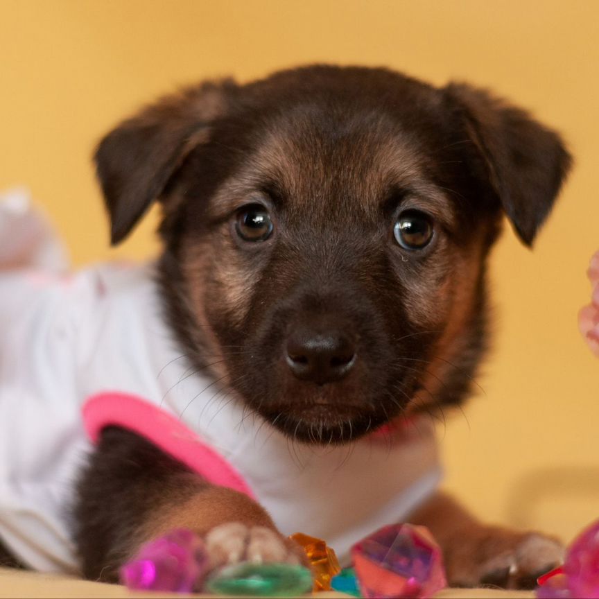 Щенок в добрые руки