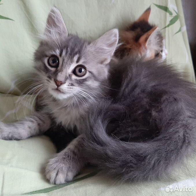 Яша Мамаевич ищет дом