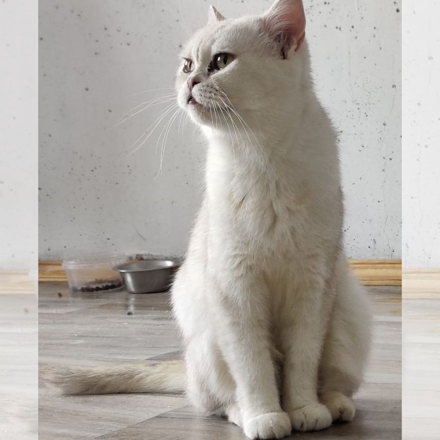 Британская короткошёрстная кошка, взрослая