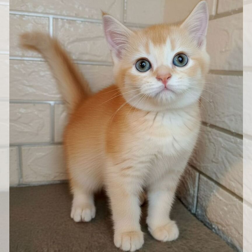 Шотландский прямоухий короткошёрстный котёнок