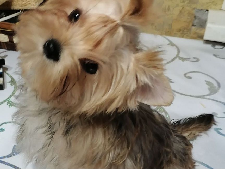 Йорк голди мини