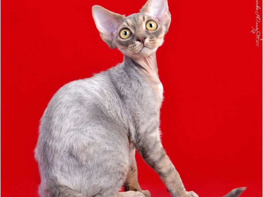 Котята девон-рекс