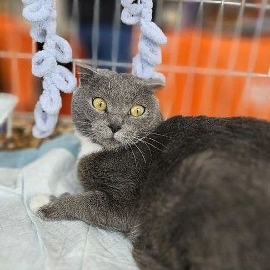 Кошечка в дар