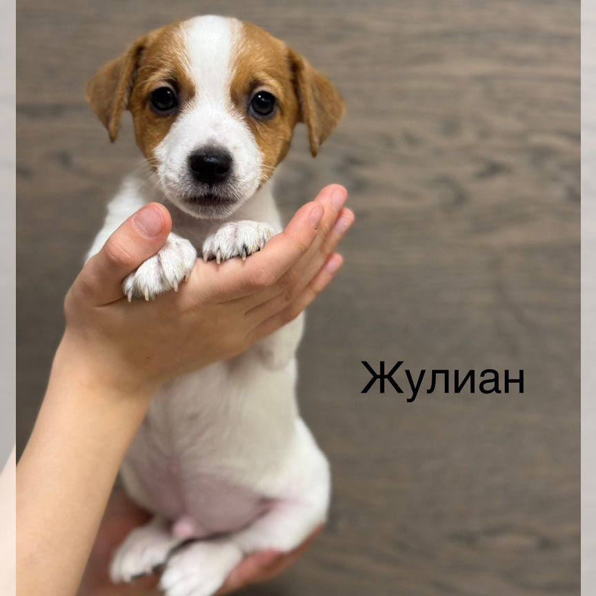 Высокопородные гладкошерстные щенки, 2 мес
