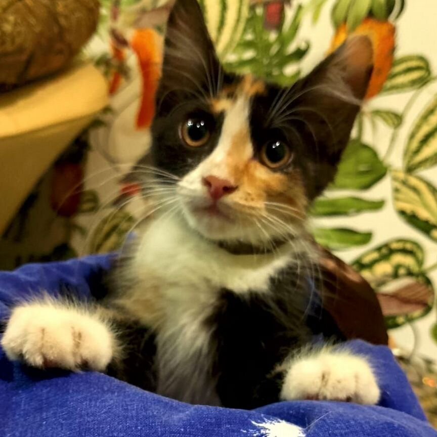 Отдаю милых котят в добрые руки