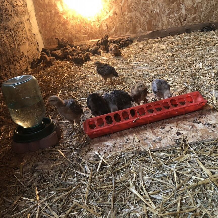 Цыплята билефельдер