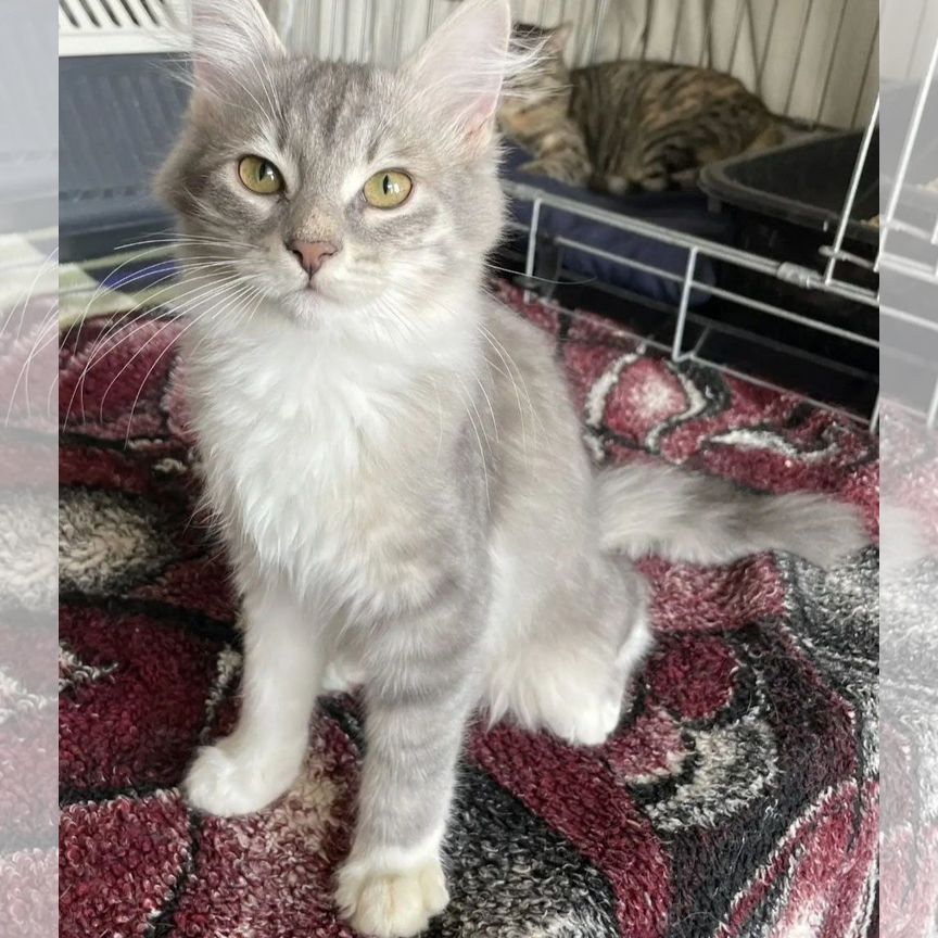 Котёнок в добрые руки