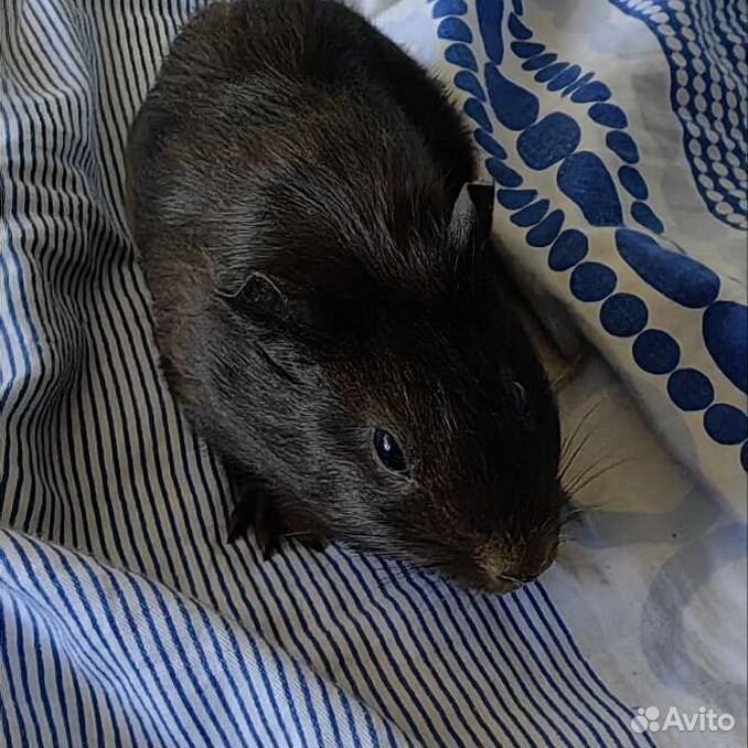 Морская свинка девочка