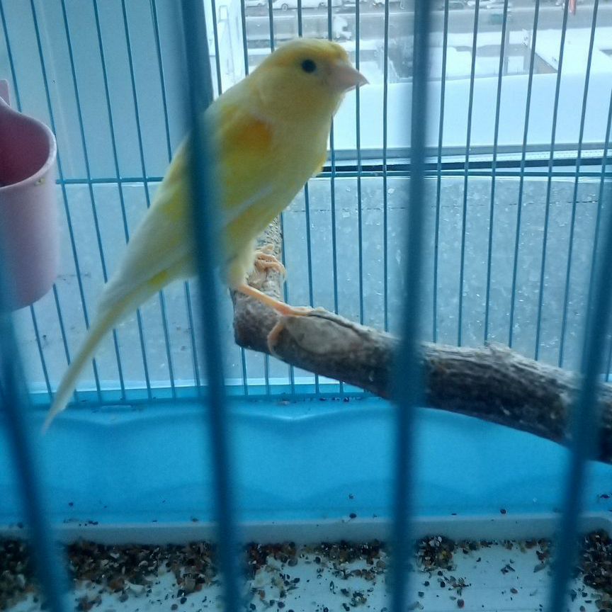 Канарейка самец, кенар