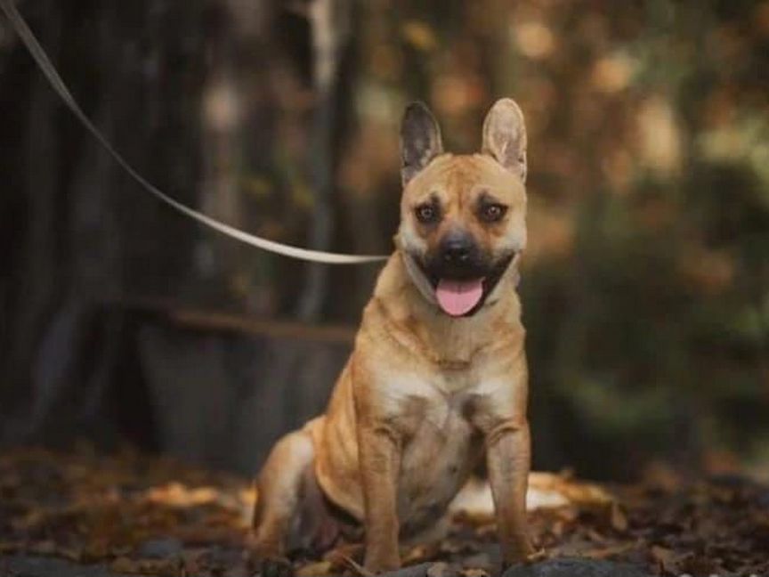 Метис французского бульдога