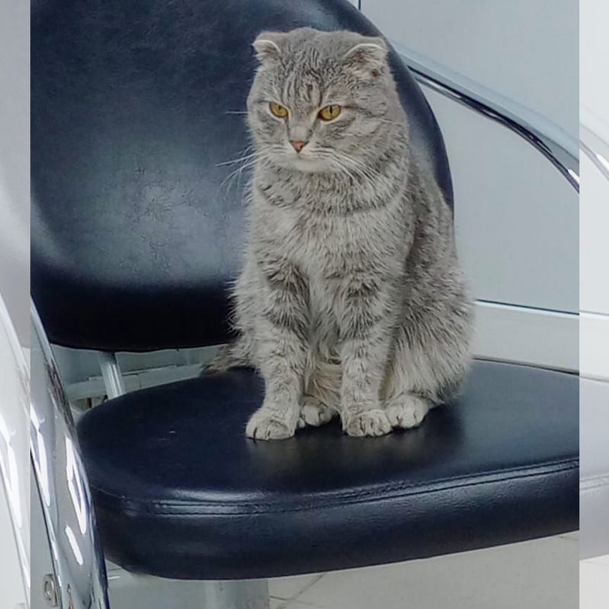 Шотландская вислоухая короткошёрстная, взрослая кошка