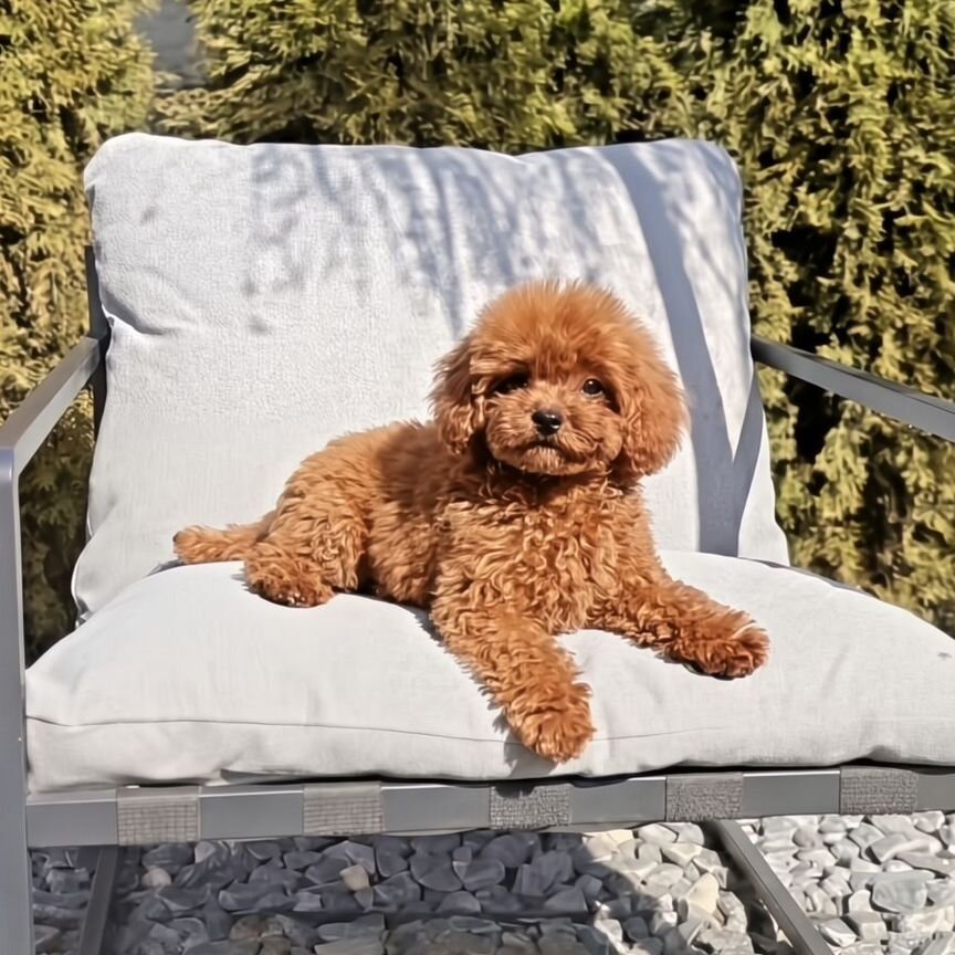 Той-пудель, щенок