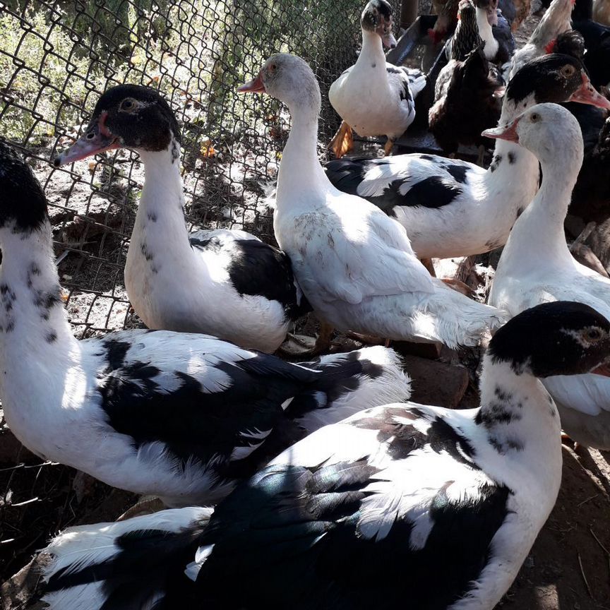 Индоутки муларды