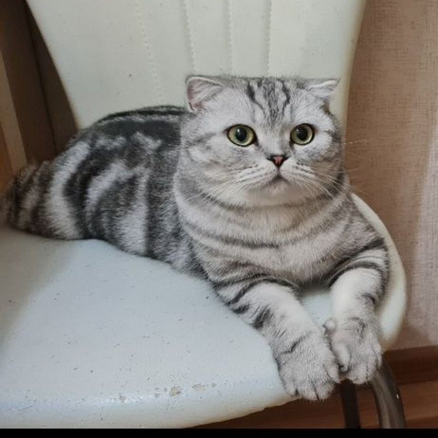 Шотландская вислоухая короткошёрстная, взрослая кошка