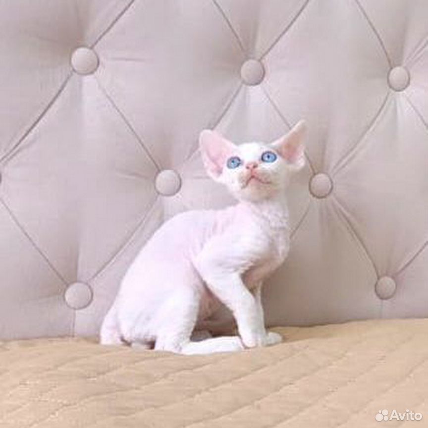 Девон рекс белоснежный мальчик