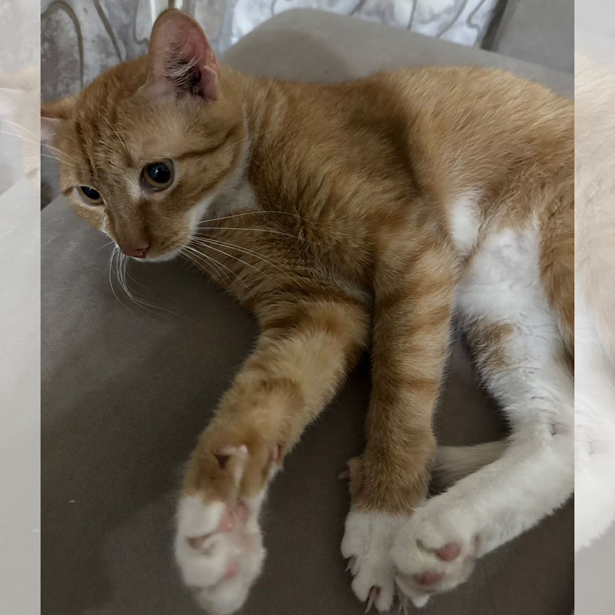 Отдаю кота в связи с аллергией