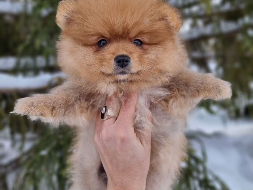 Померанский шпиц