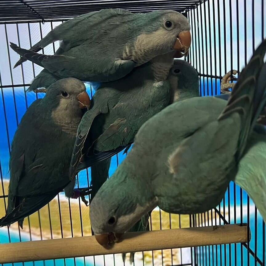 Попугай монахи квакеры птенцы и другии