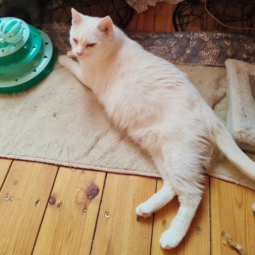 Взрослая, кошка в добрые руки